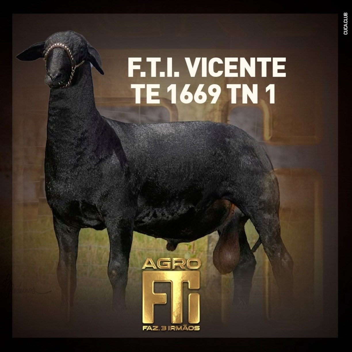 Agro FTI desenvolve primeiro clone de ovinos registrados do Brasil ...